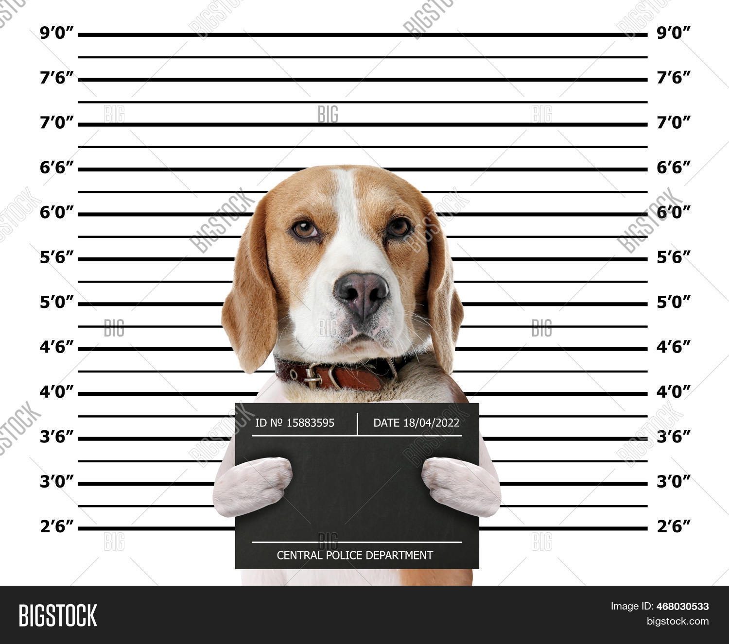 Arrested Beagle Image & Photo (Free Trial) | Bigstock