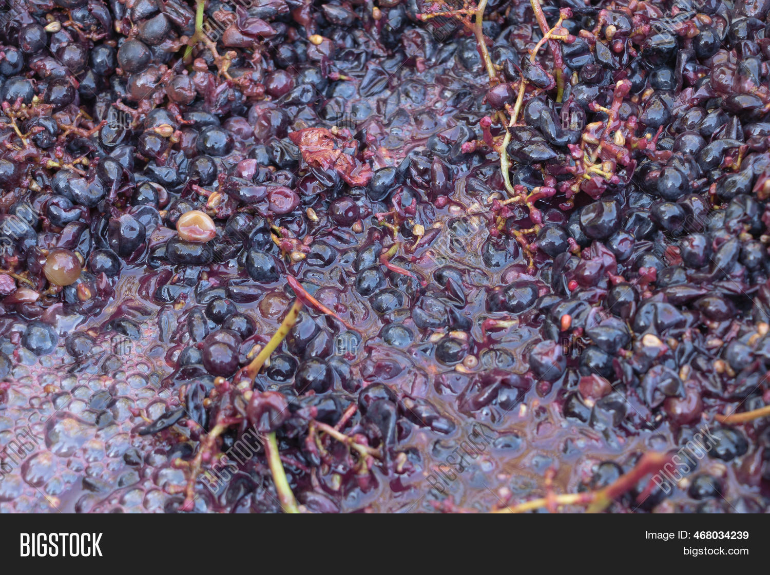 Red Wine Fermentation Image & Photo (Free Trial) | Bigstock