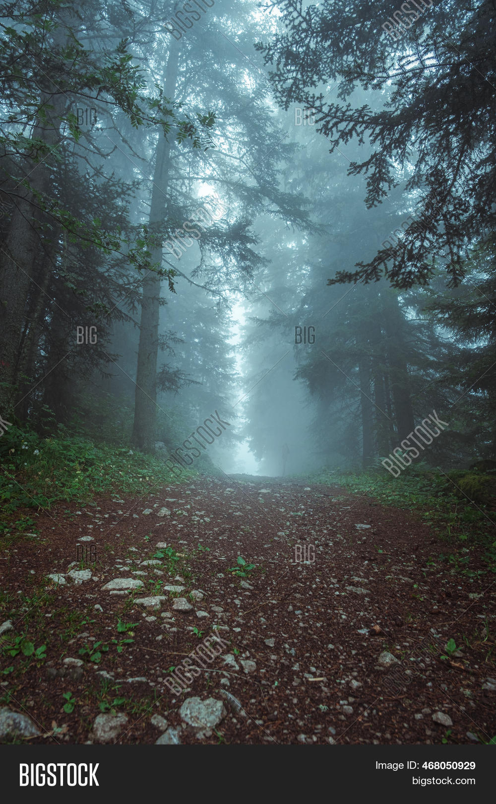 Landscape Forest Road Image & Photo (Free Trial) | Bigstock