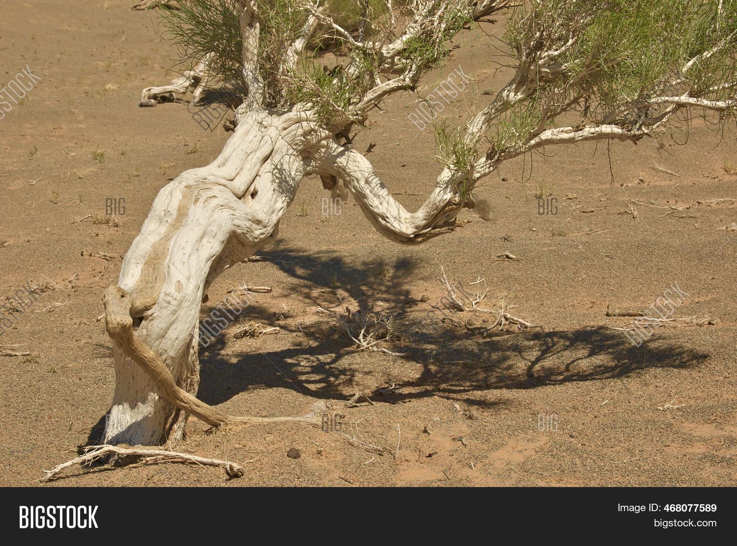 Saxaul Tree Growing Image & Photo (Free Trial) | Bigstock
