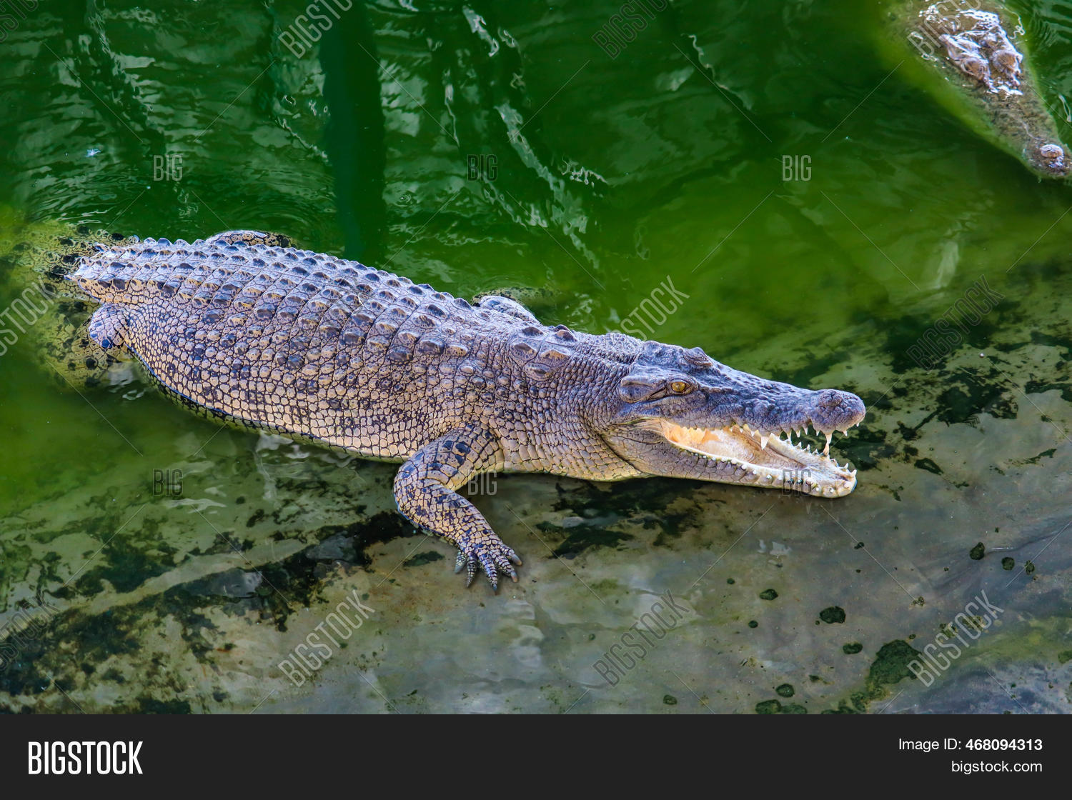 Crocodiles Bask Sun. Image & Photo (Free Trial) | Bigstock