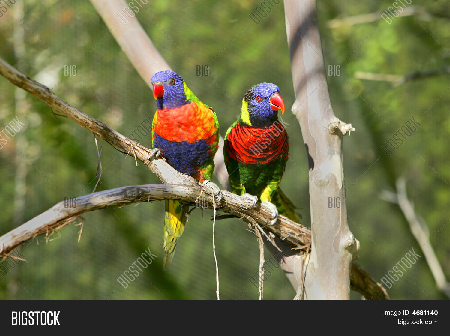 Lorikeet Birds On Image & Photo (Free Trial) | Bigstock