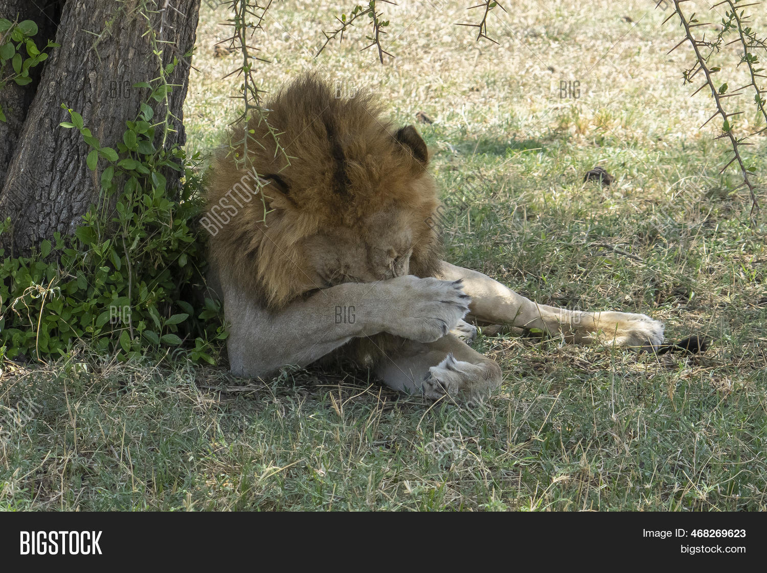 Lion Rubbing Face Image & Photo (Free Trial) | Bigstock