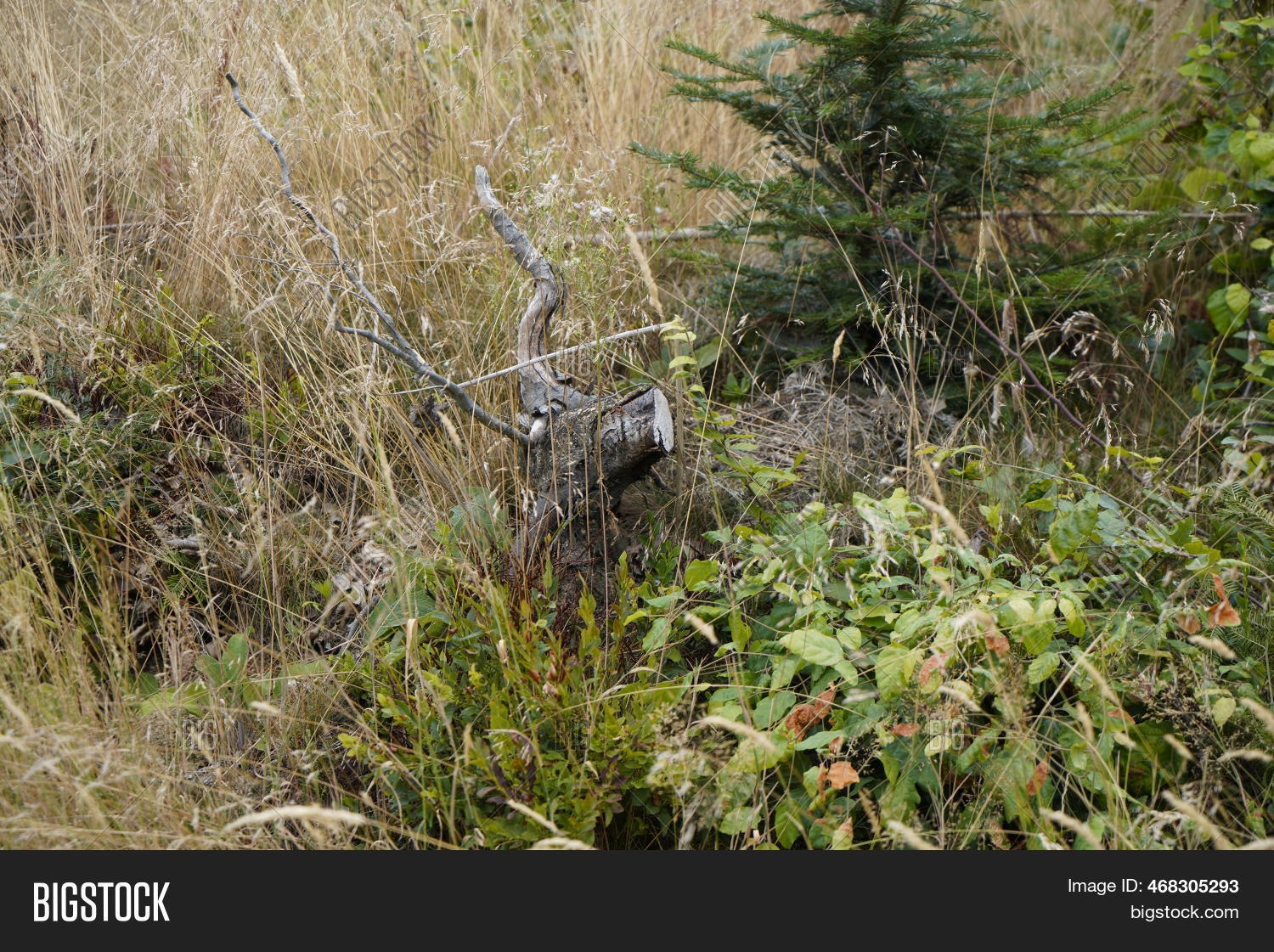 Forest Dieback Due Image & Photo (Free Trial) | Bigstock