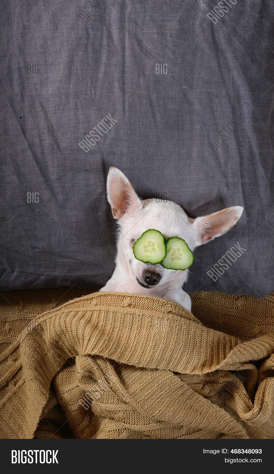 Beautiful Little Dog Image & Photo (Free Trial) | Bigstock