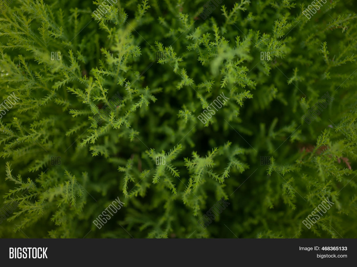 Golden Cypress Leaves Image & Photo (Free Trial) | Bigstock