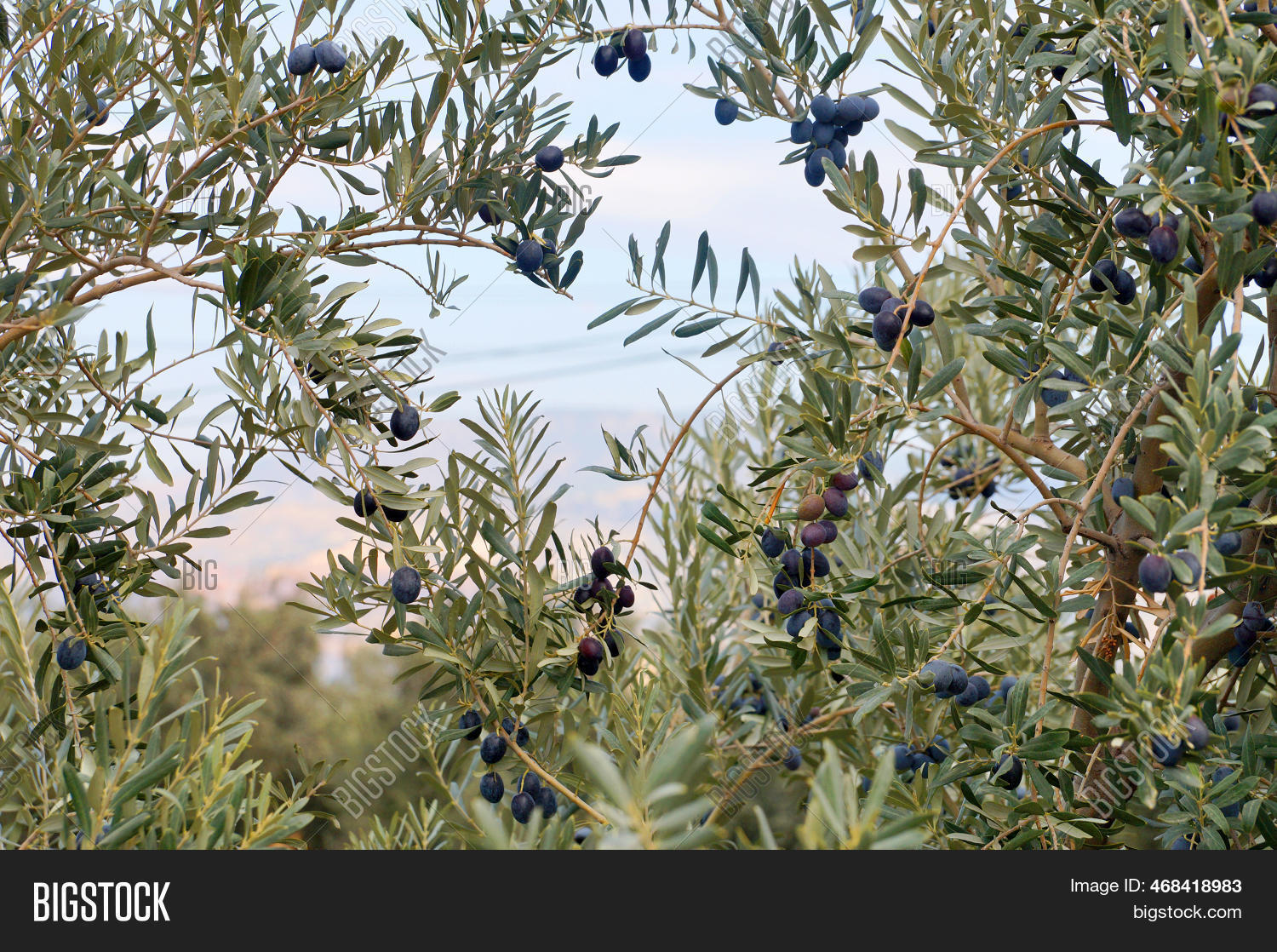 Branches Olive Trees Image & Photo (Free Trial) | Bigstock