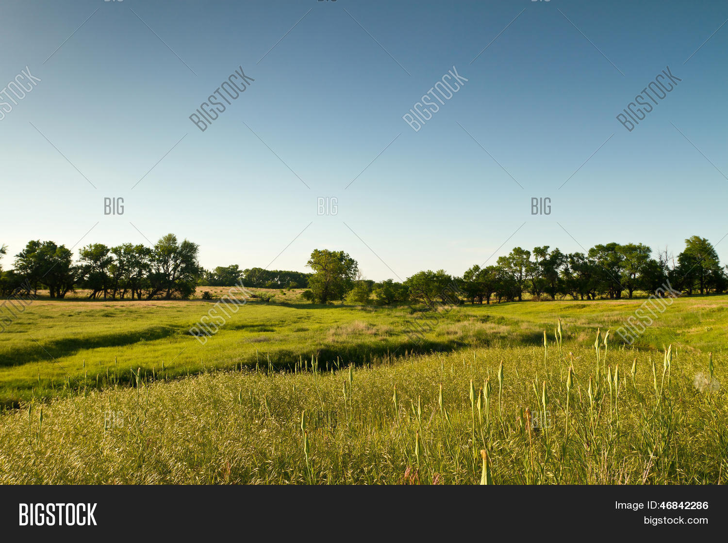Green Kansas Pasture Image & Photo (Free Trial) | Bigstock