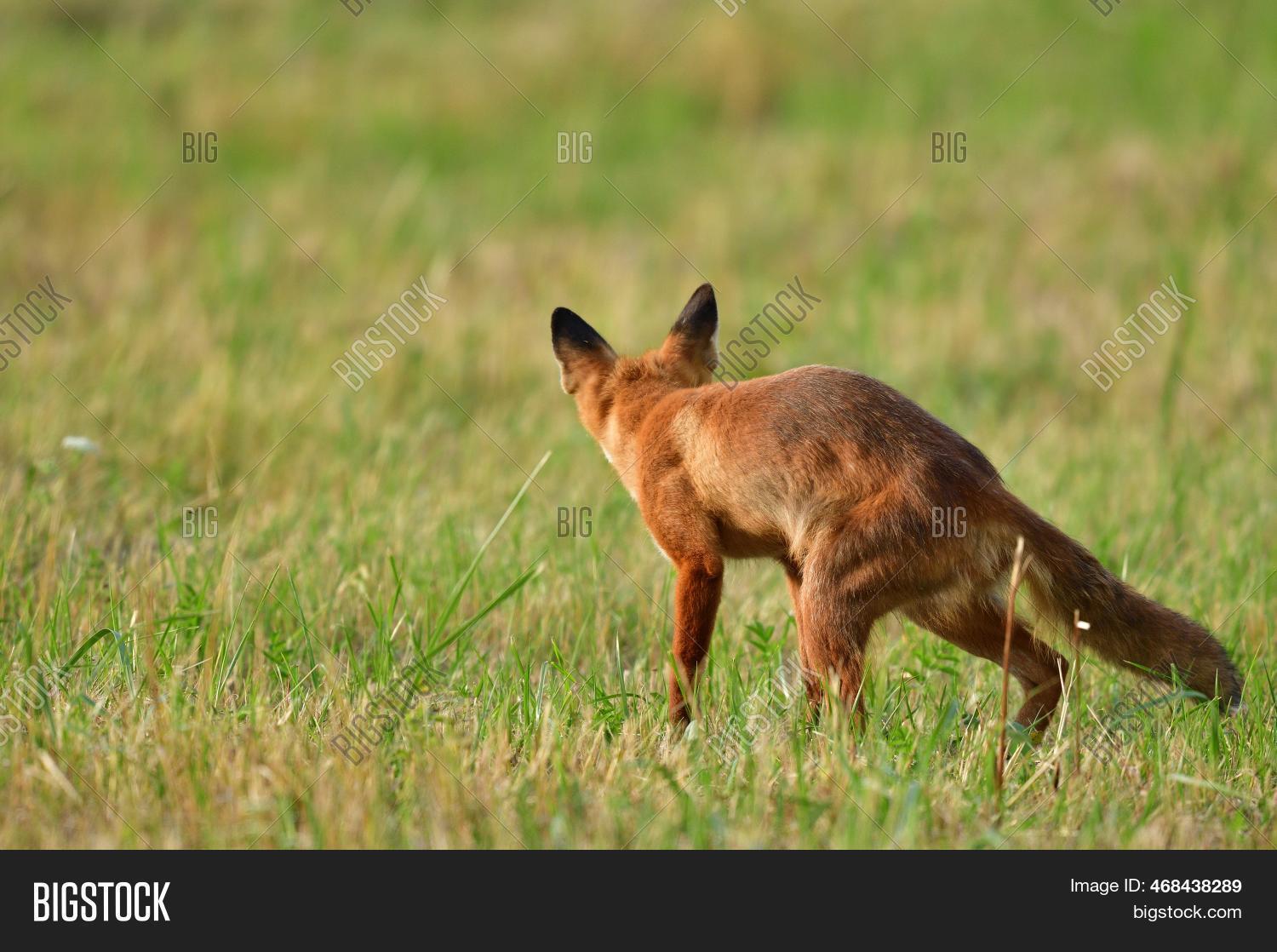 Red Fox Stalking On Image & Photo (Free Trial) | Bigstock