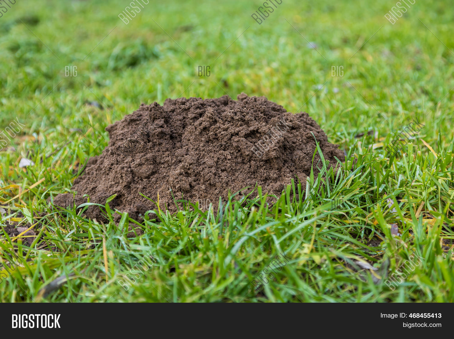 Mound Dirt - Mole Mole Image & Photo (Free Trial) | Bigstock