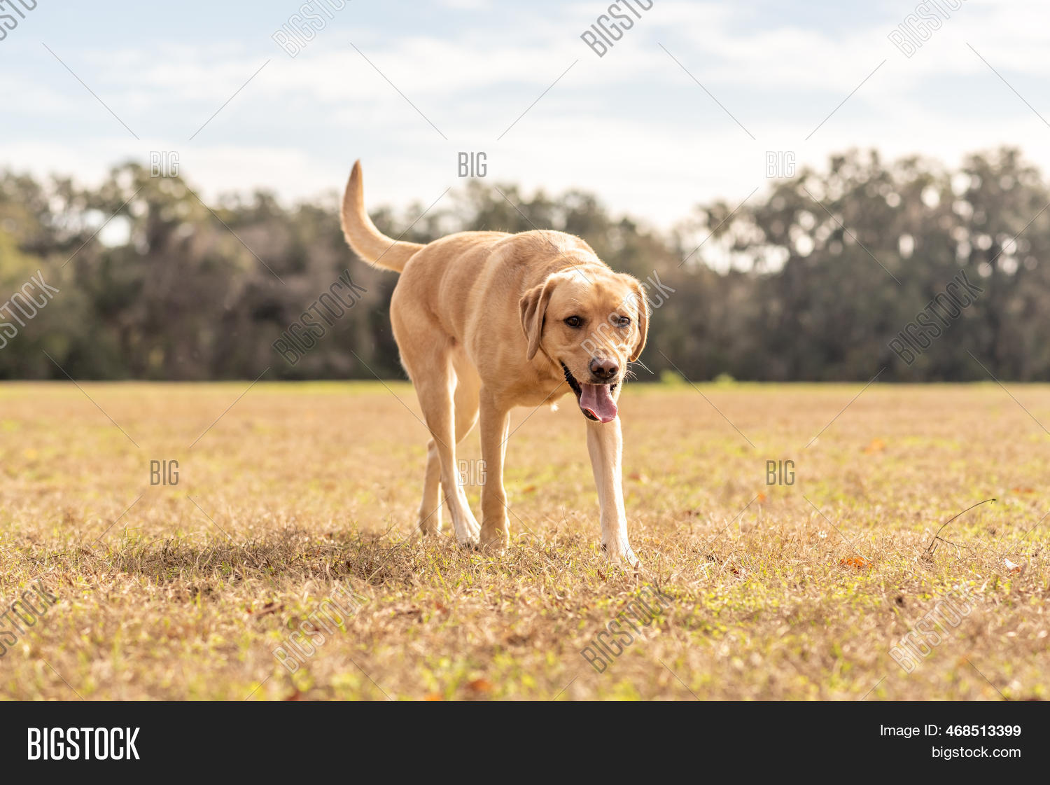 Yellow Labrador Image & Photo (Free Trial) | Bigstock