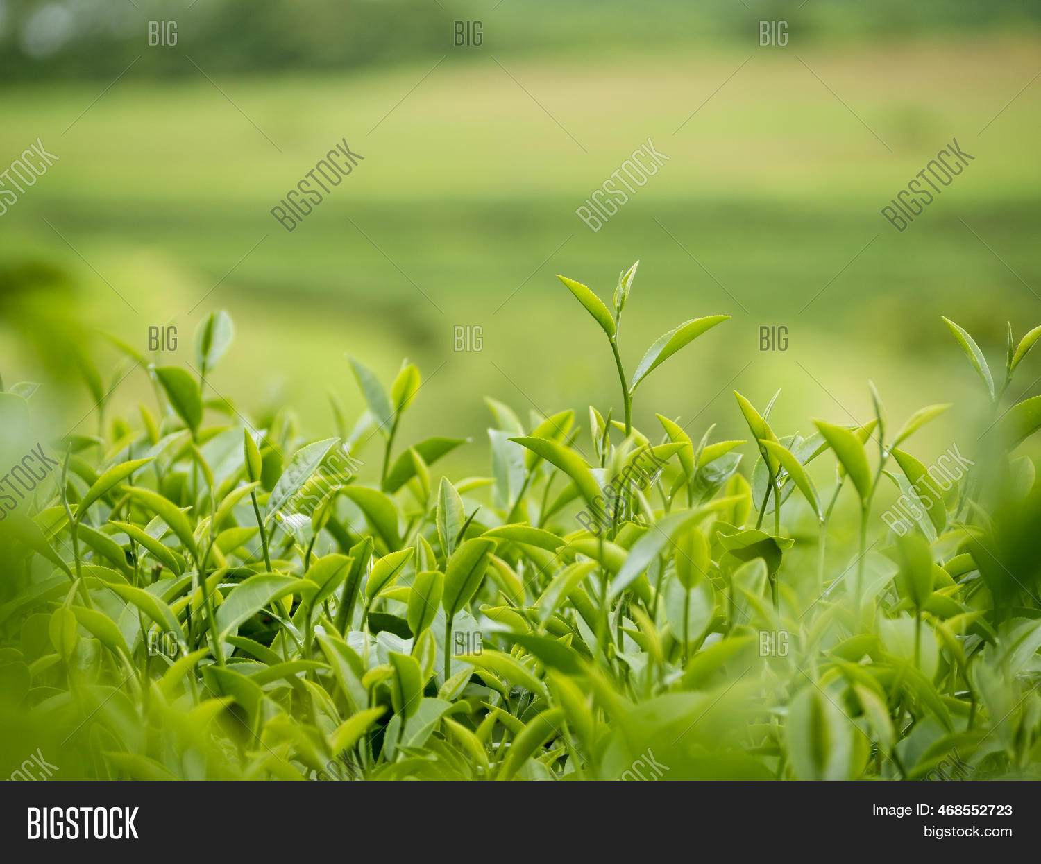 Green Tea Tree Leaves Image & Photo (Free Trial) | Bigstock