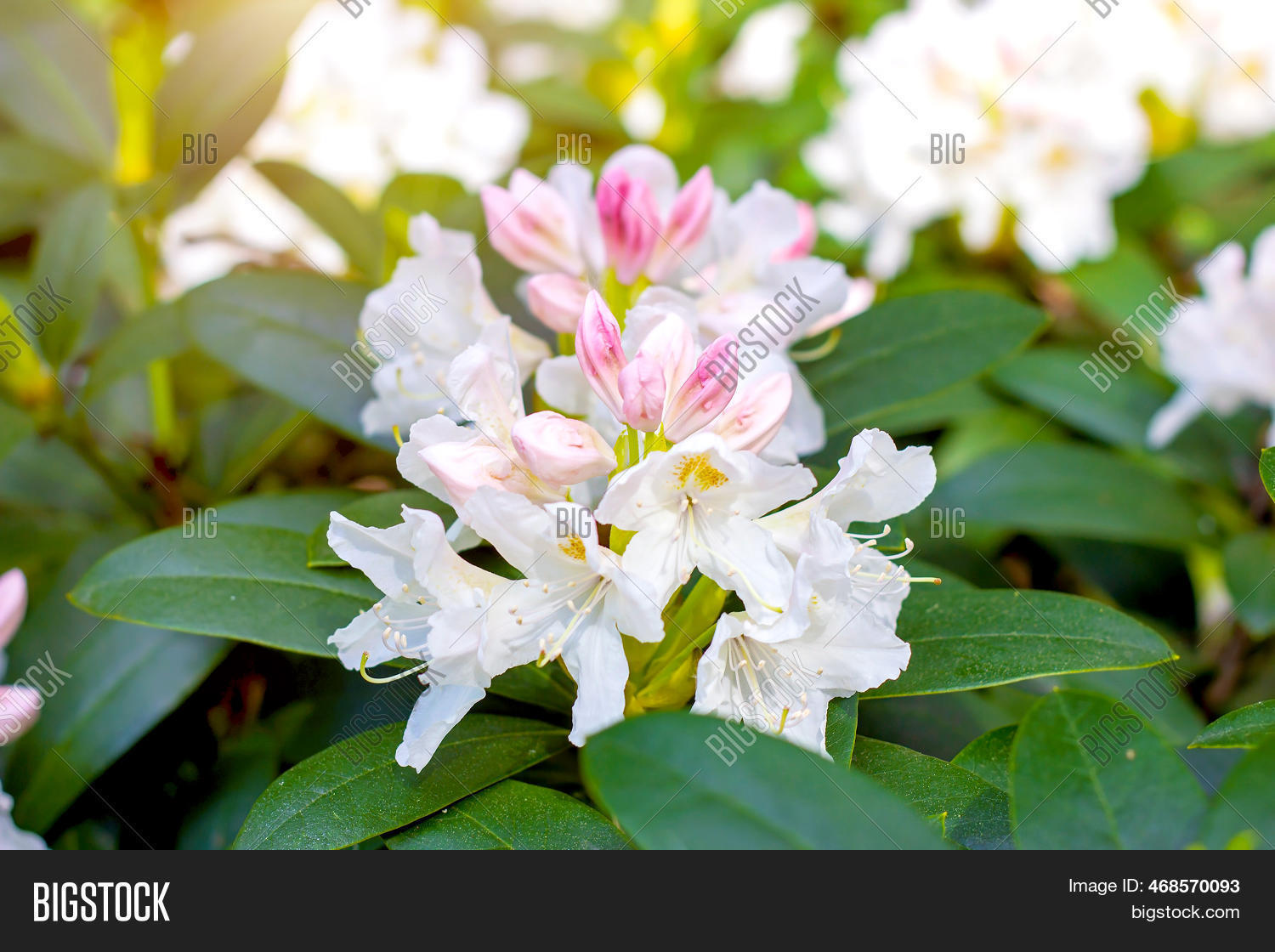 Bright Pink White Image & Photo (Free Trial) | Bigstock