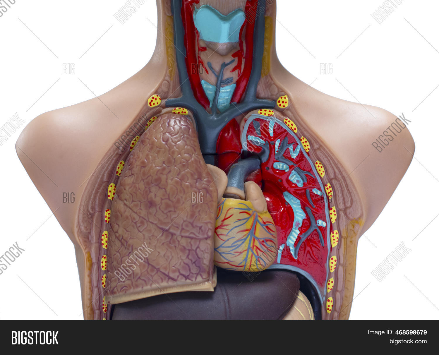 Anatomy Model Thorax Image & Photo (Free Trial) | Bigstock