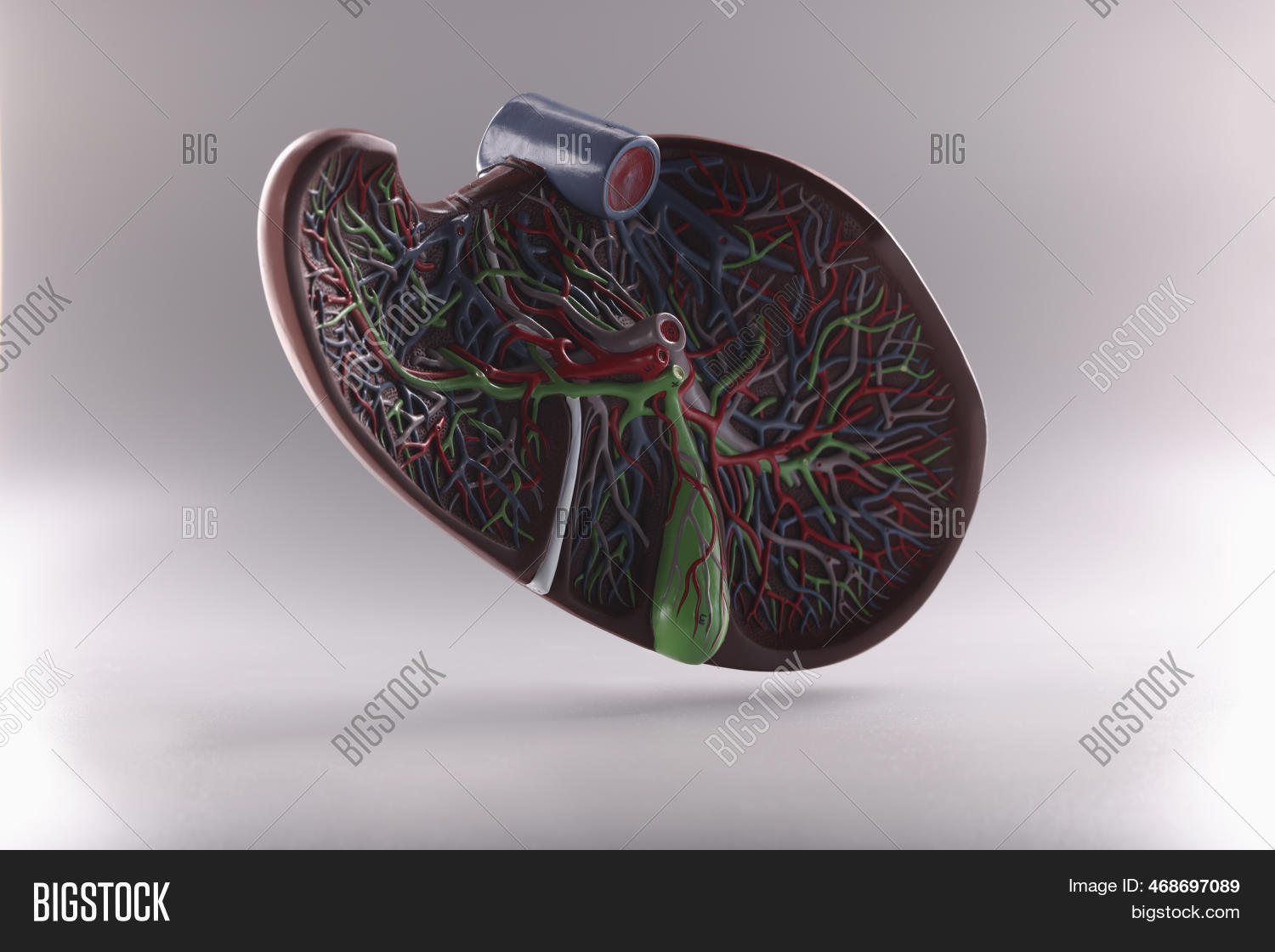 Human Liver Anatomy Image & Photo (Free Trial) | Bigstock