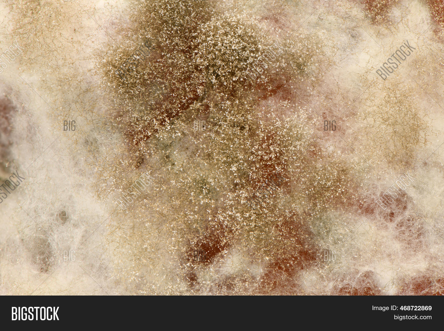 Mold Extreme Close-. Image & Photo (Free Trial) | Bigstock