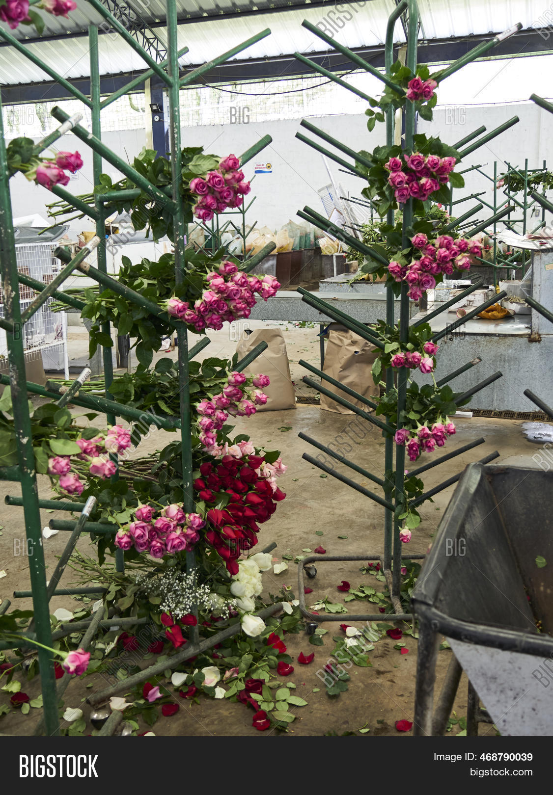 Plantation Roses Image & Photo (Free Trial) | Bigstock