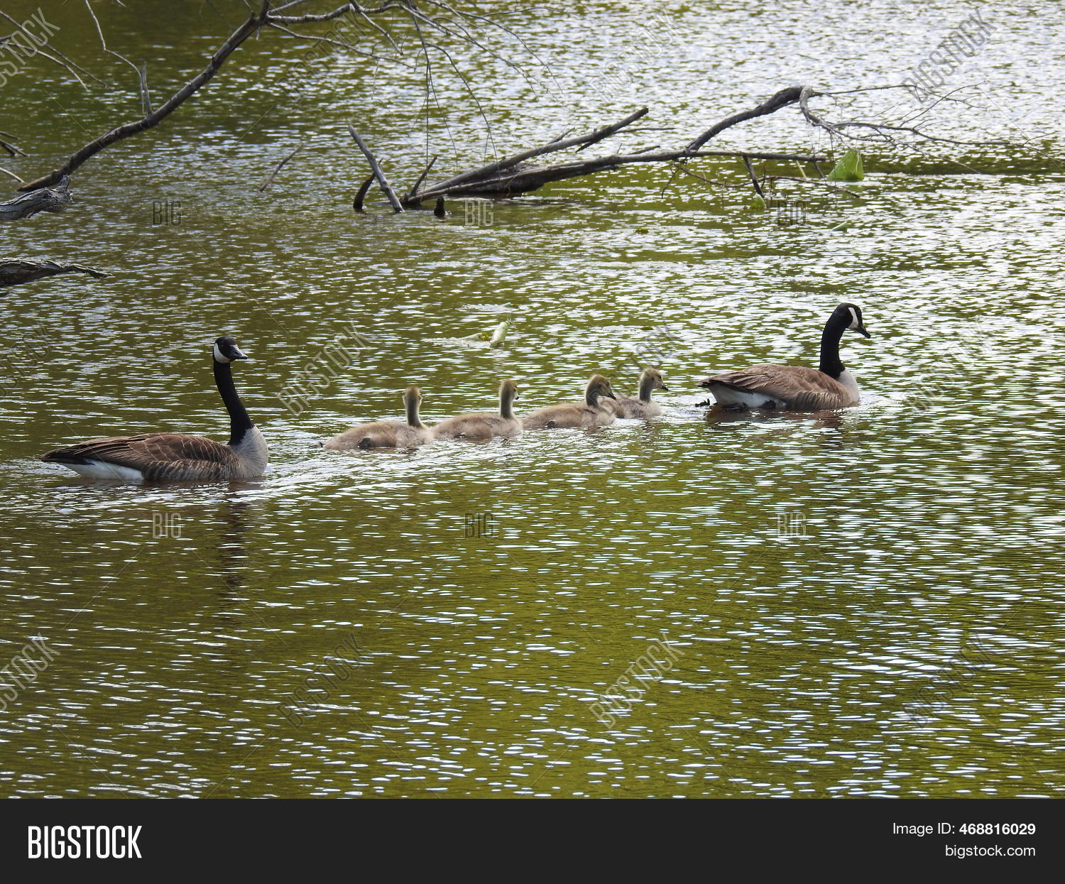 Canadian Geese Parents Image & Photo (Free Trial) | Bigstock