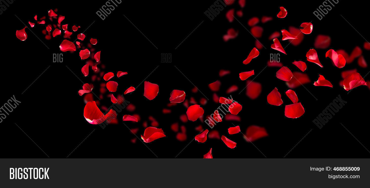 Rose Petals Fly Image & Photo (Free Trial) | Bigstock