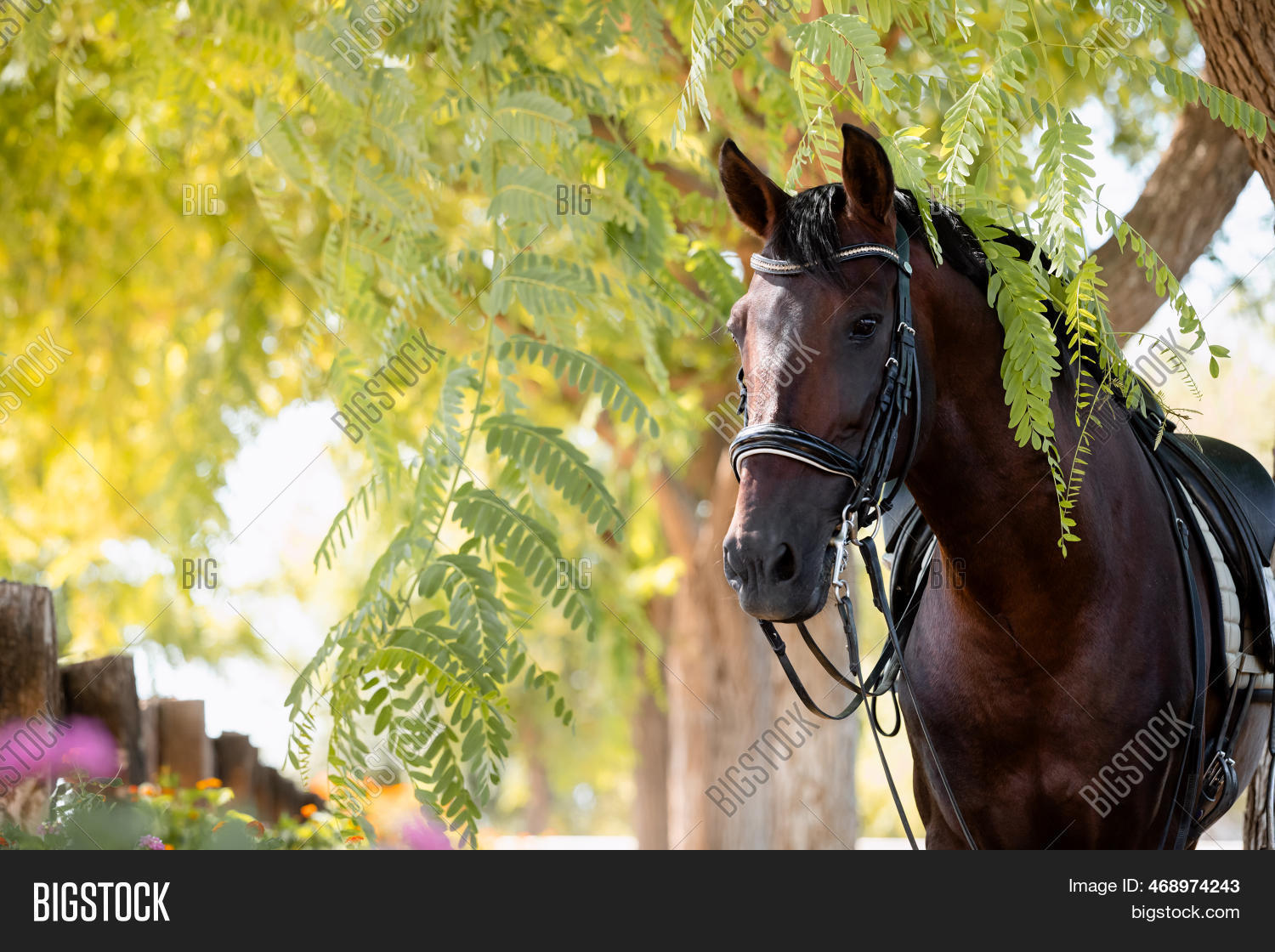 Face Portrait Dressage Image & Photo (Free Trial) | Bigstock