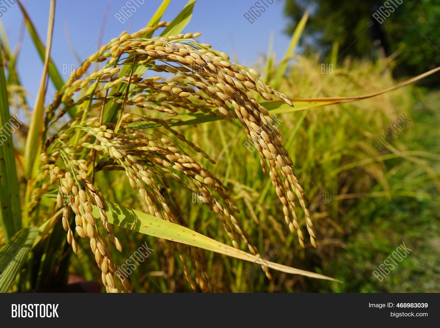 Fresh Rice Farm Field Image & Photo (Free Trial) | Bigstock