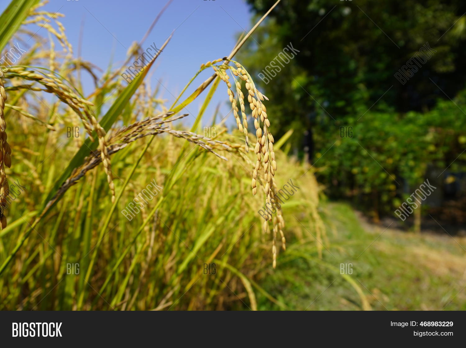 Paddy Fresh Rice Field Image & Photo (Free Trial) | Bigstock