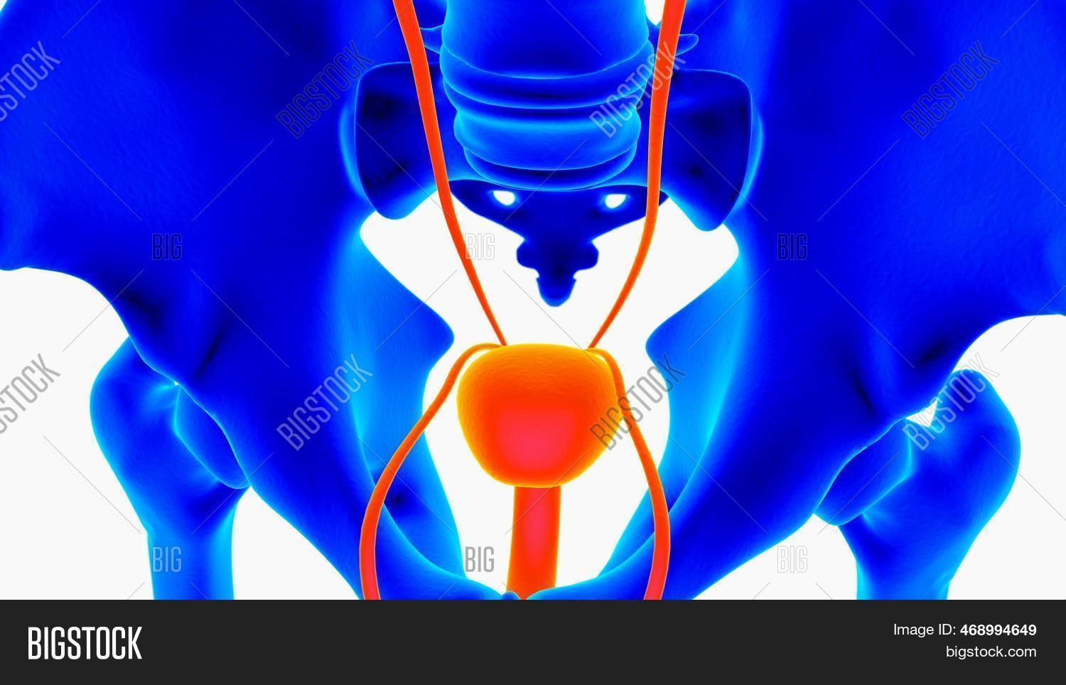 Human Urinary Bladder Image & Photo (Free Trial) | Bigstock