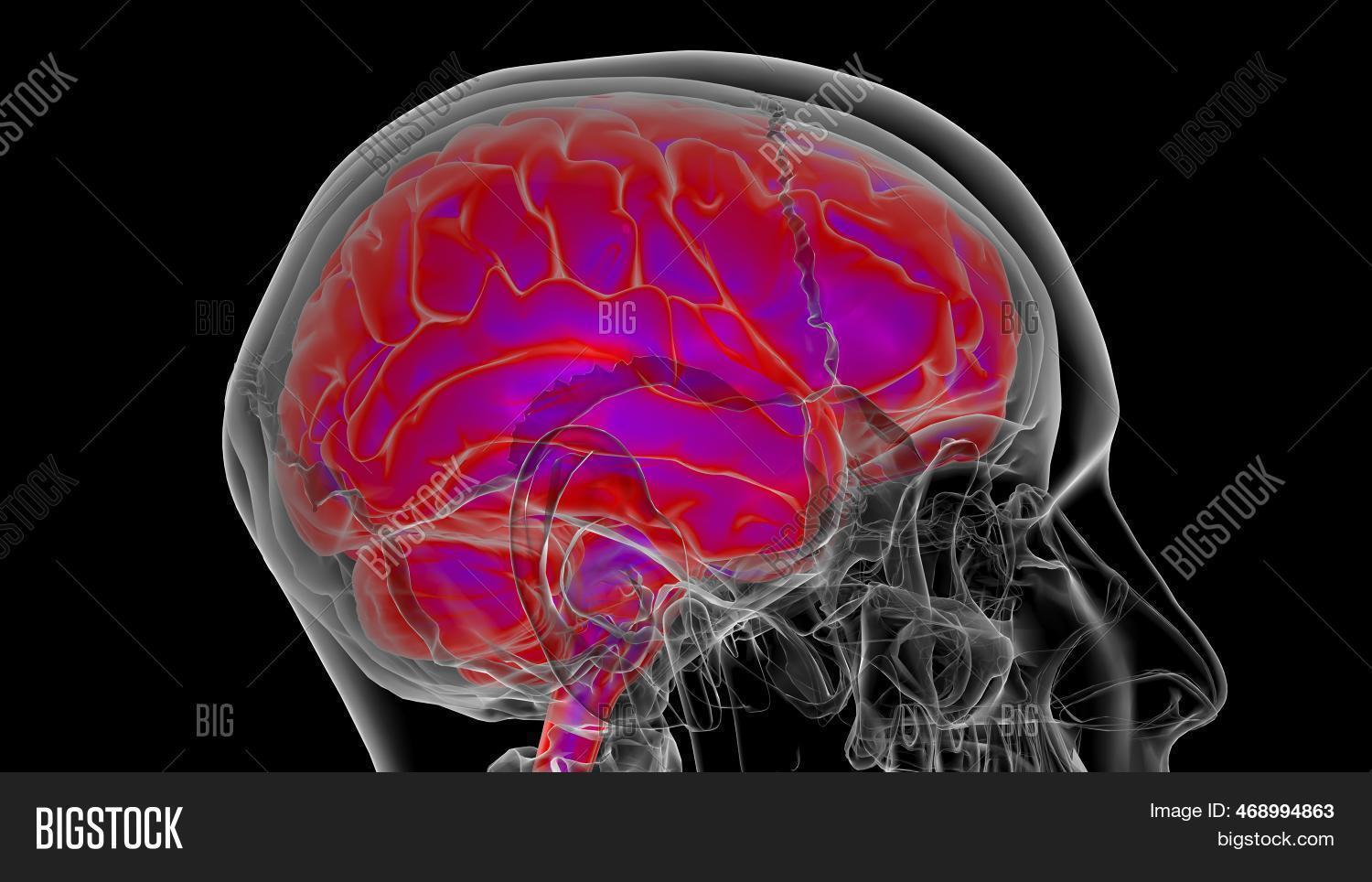 Human Brain Anatomy Image & Photo (Free Trial) | Bigstock