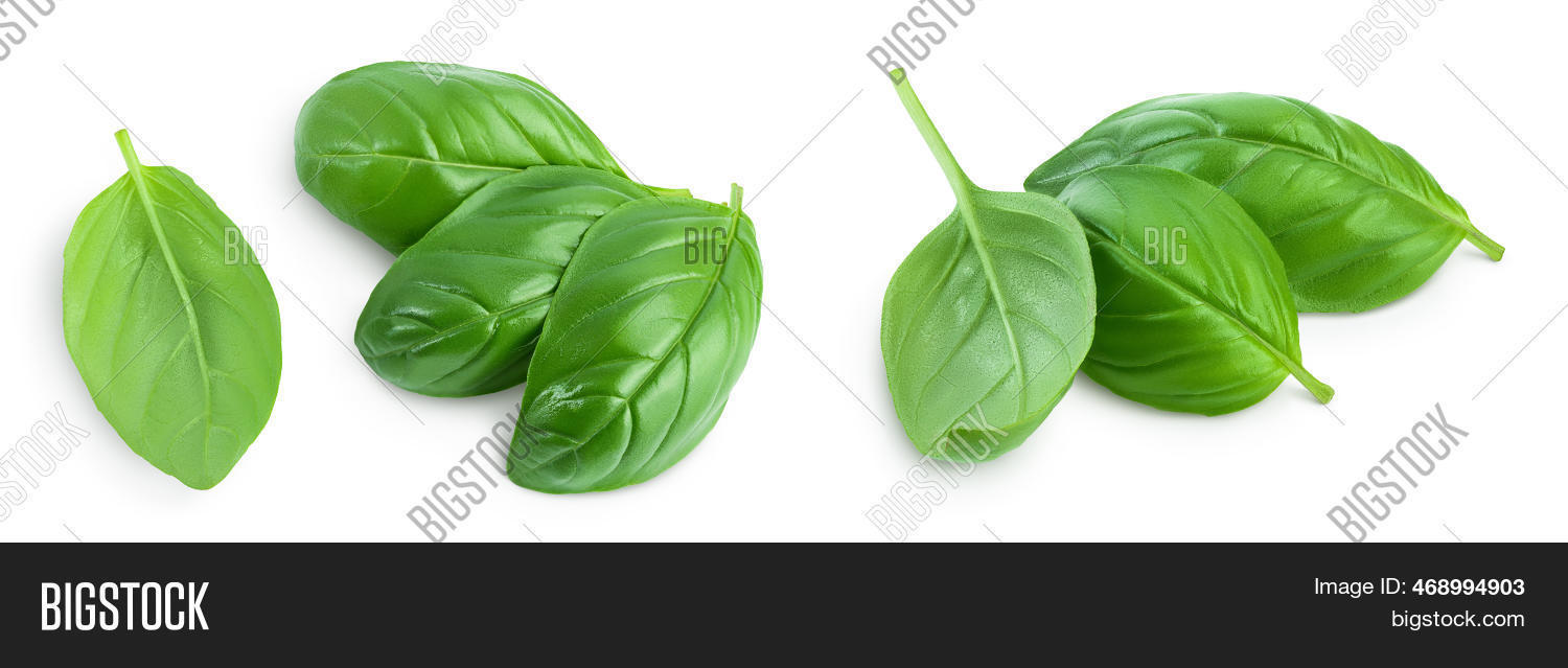 Fresh Basil Leaf Image & Photo (Free Trial) | Bigstock