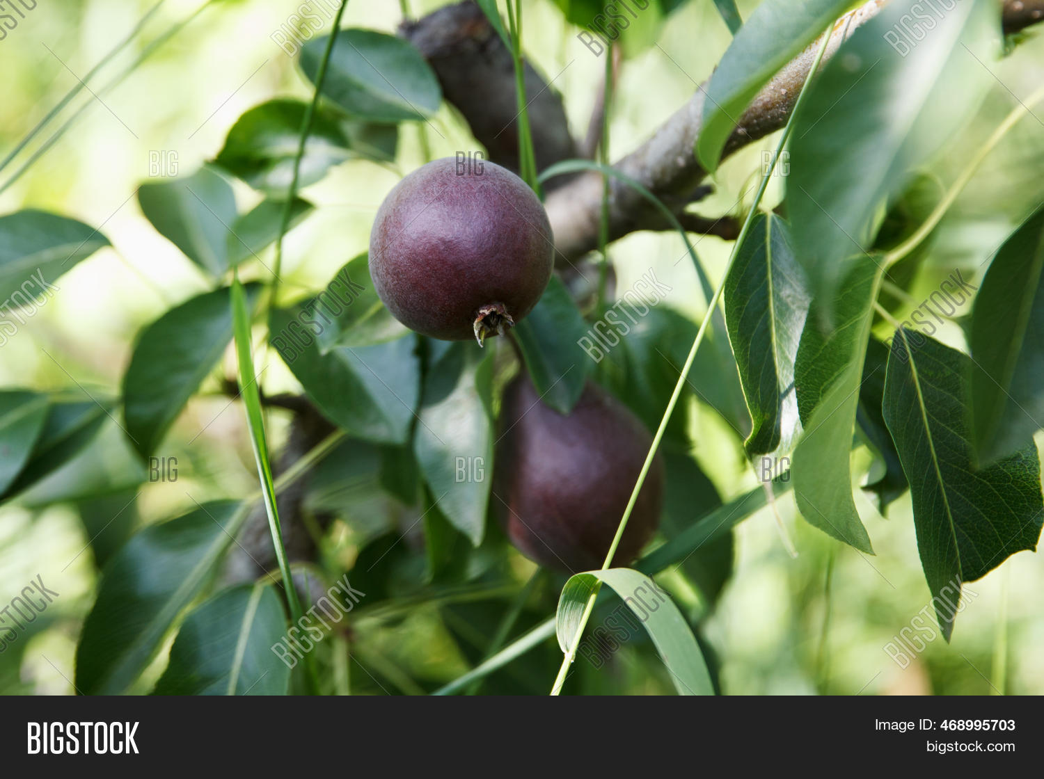 Two Red Pears Grow Image & Photo (Free Trial) | Bigstock