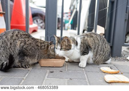 Stray Cats Eating On Image & Photo (Free Trial) | Bigstock