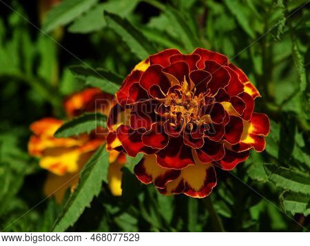 Flores Aztecas Images, Illustrations & Vectors (Free) - Bigstock