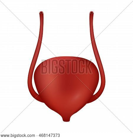Urinary Bladder Human Vector & Photo (Free Trial) | Bigstock