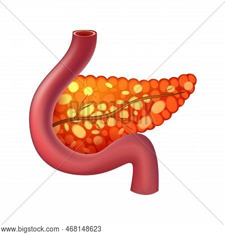 Pancreas Human . Vector & Photo (Free Trial) | Bigstock