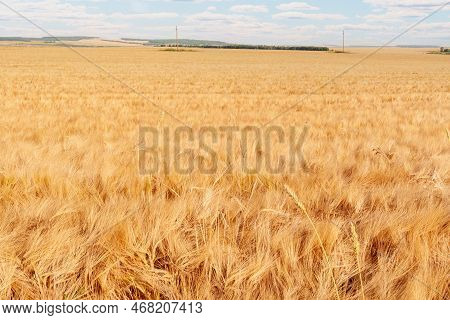 Barley Field. Image & Photo (Free Trial) | Bigstock