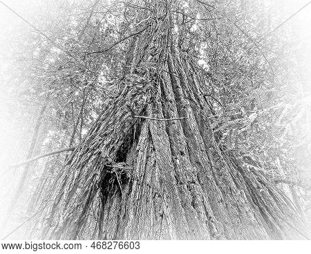 Giant Red Cedar Trees Image & Photo (Free Trial) | Bigstock