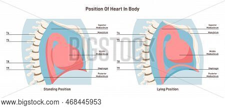 Human Heart Location Vector & Photo (Free Trial) | Bigstock