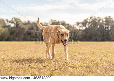 Yellow Labrador Image & Photo (Free Trial) | Bigstock