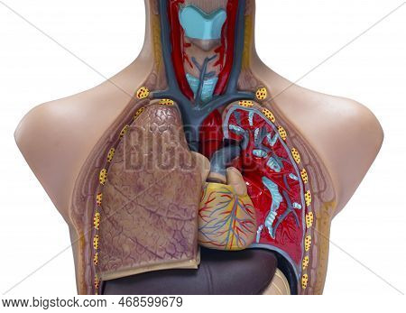 Anatomy Model Thorax Image & Photo (Free Trial) | Bigstock