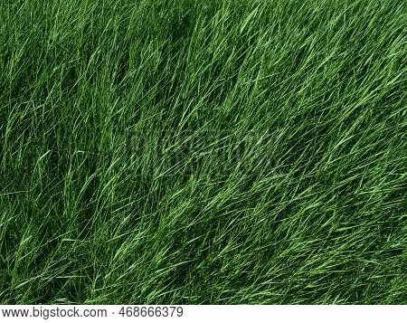 Green Grass Lawn Field Image & Photo (Free Trial) | Bigstock