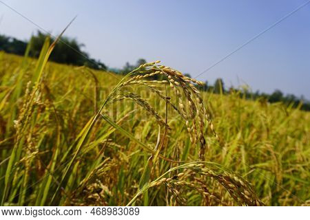 Closeup Yellow Paddy Image & Photo (Free Trial) | Bigstock