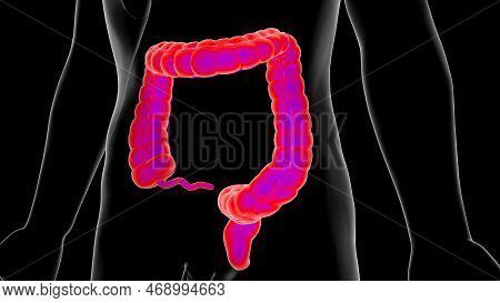 Large Intestine Image & Photo (Free Trial) | Bigstock