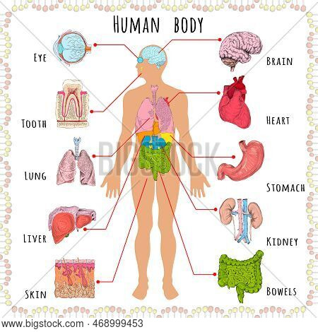 Human Body Medical Vector & Photo (Free Trial) | Bigstock