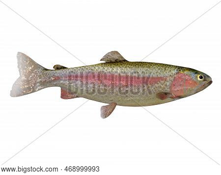 Rainbow Trout Profile Image & Photo (Free Trial) | Bigstock