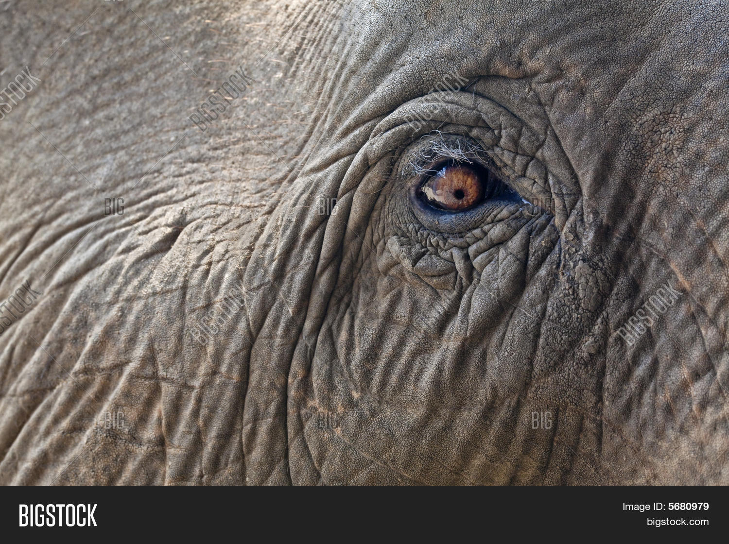 Close- Elephant Eye Image & Photo (Free Trial) | Bigstock