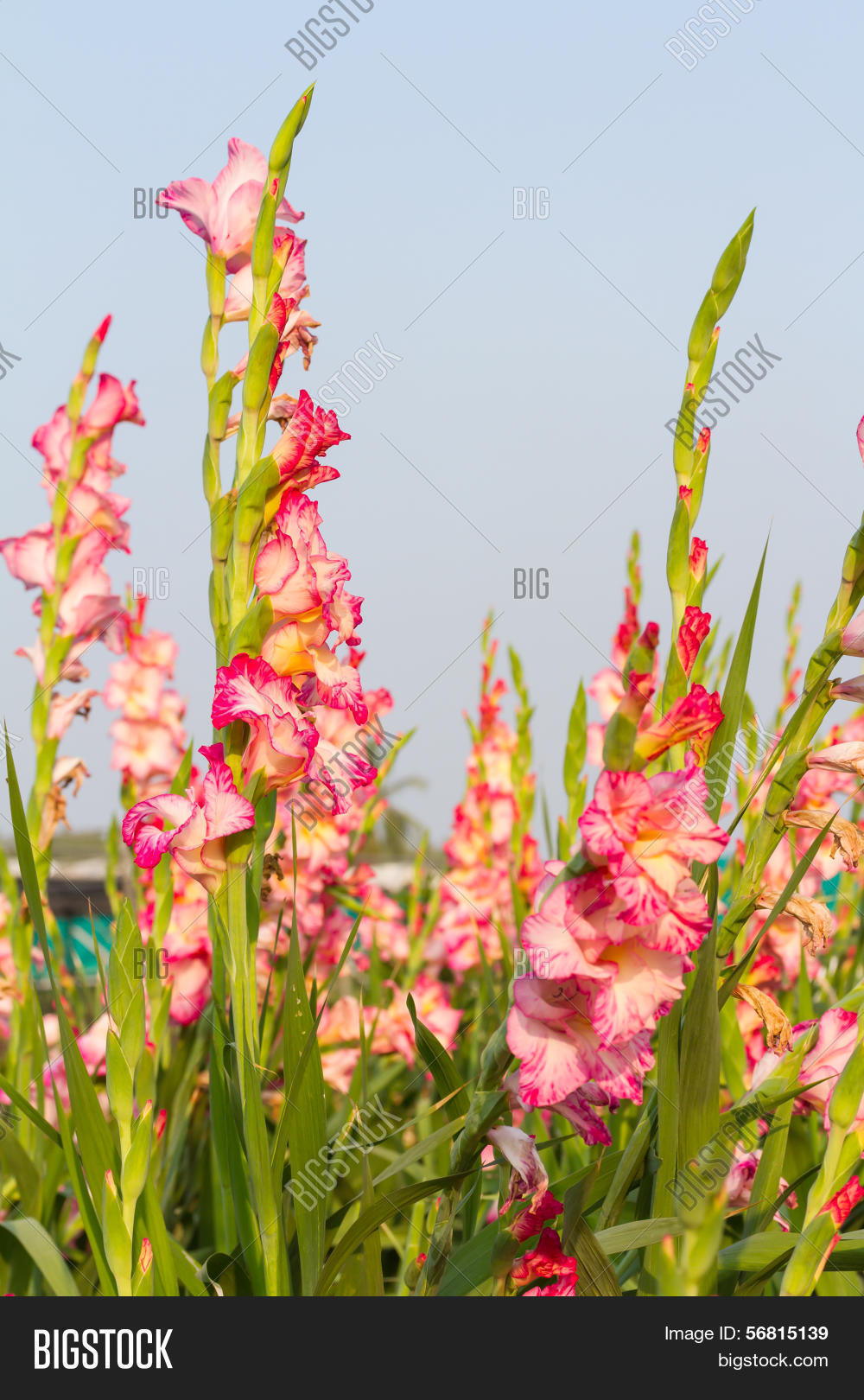 Gladiola Flowers Image & Photo (Free Trial) | Bigstock