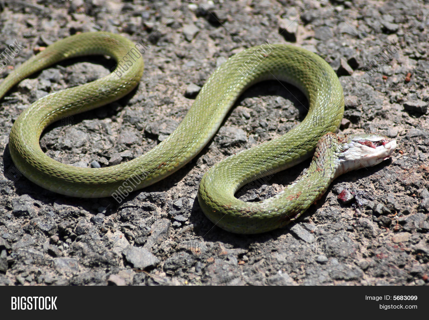 Dying Snake Image & Photo (Free Trial) | Bigstock
