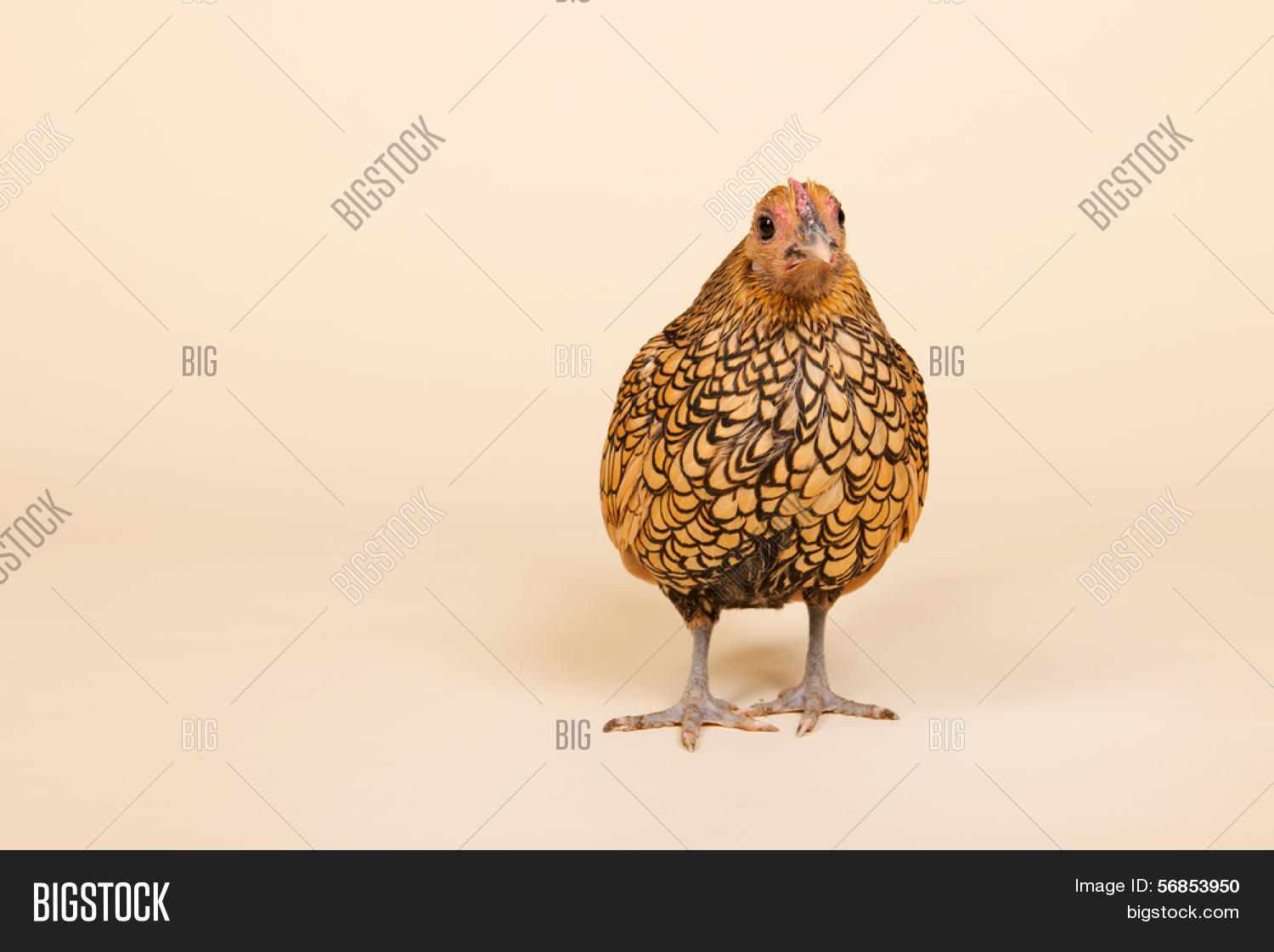 Sebright Chicken Image & Photo (Free Trial) | Bigstock