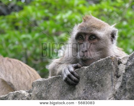 Shy Monkey Image & Photo (Free Trial) | Bigstock