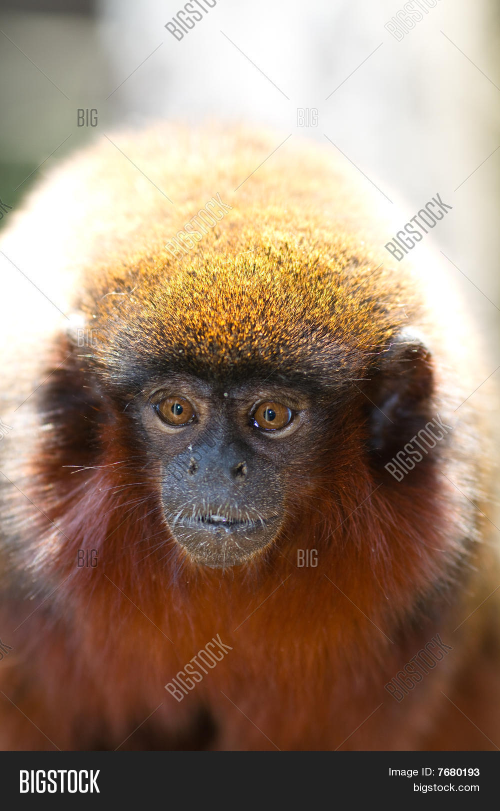Tamarin Monkey Image & Photo (Free Trial) | Bigstock